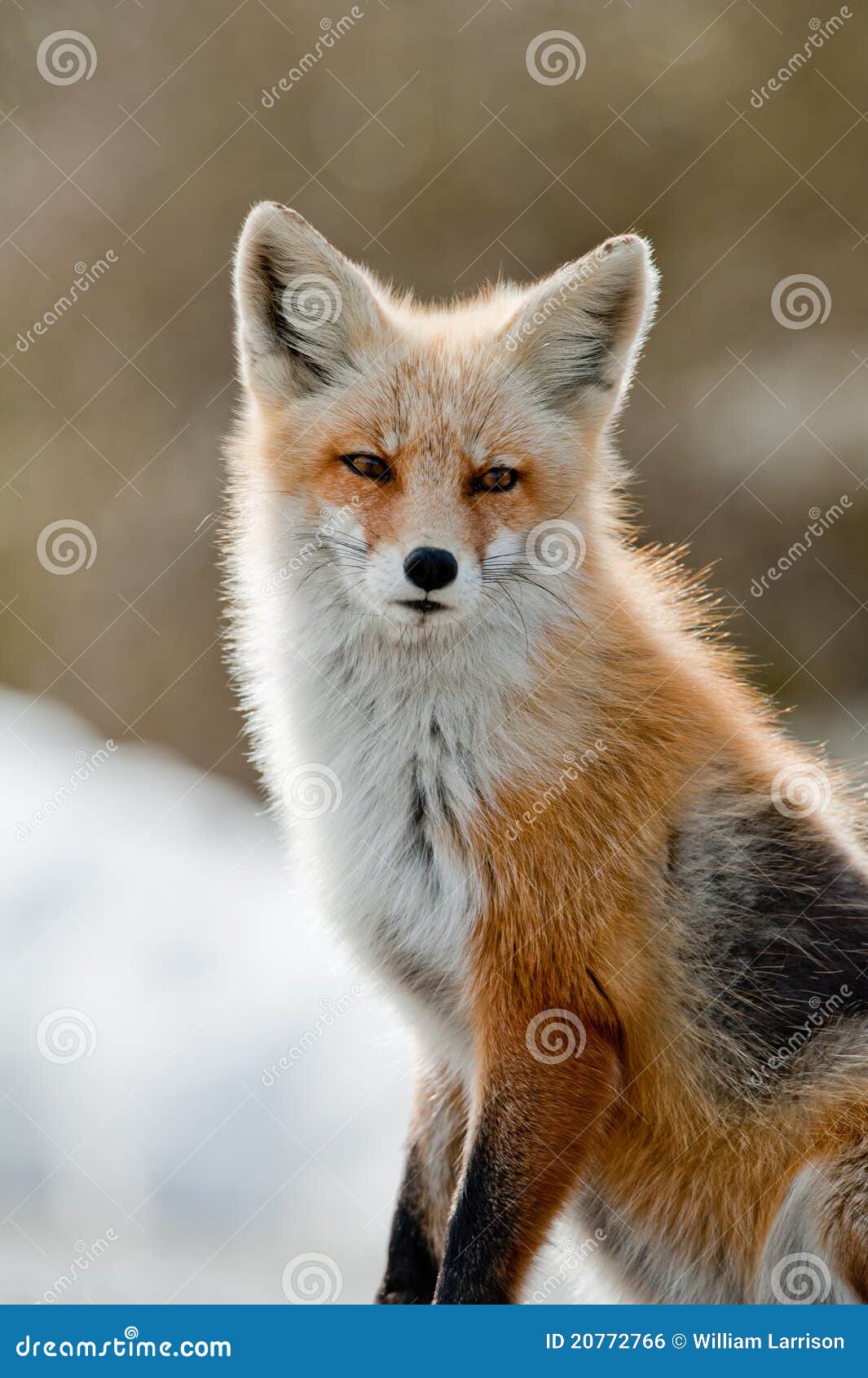 Red Fox basking in the sun stock photo. Image of head - 20772766