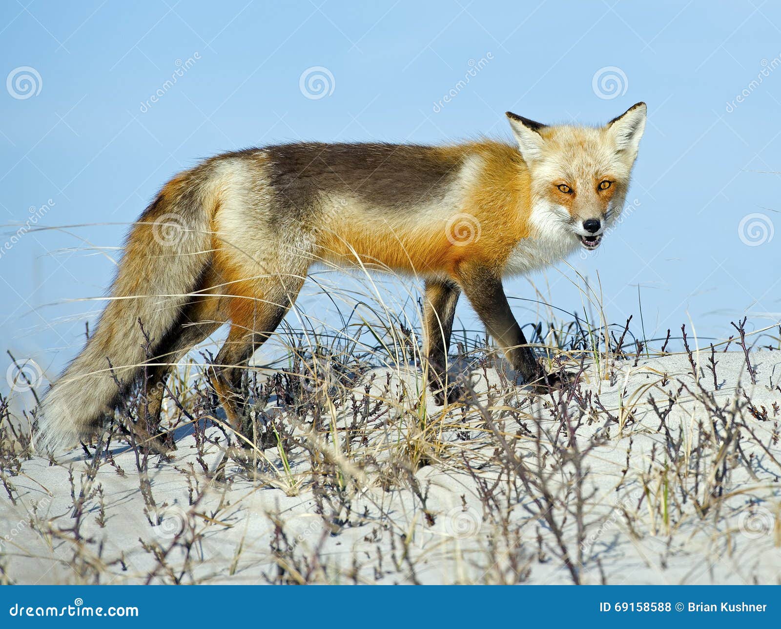 Red Fox on Beach stock photo. Image of closed, nature - 69158588