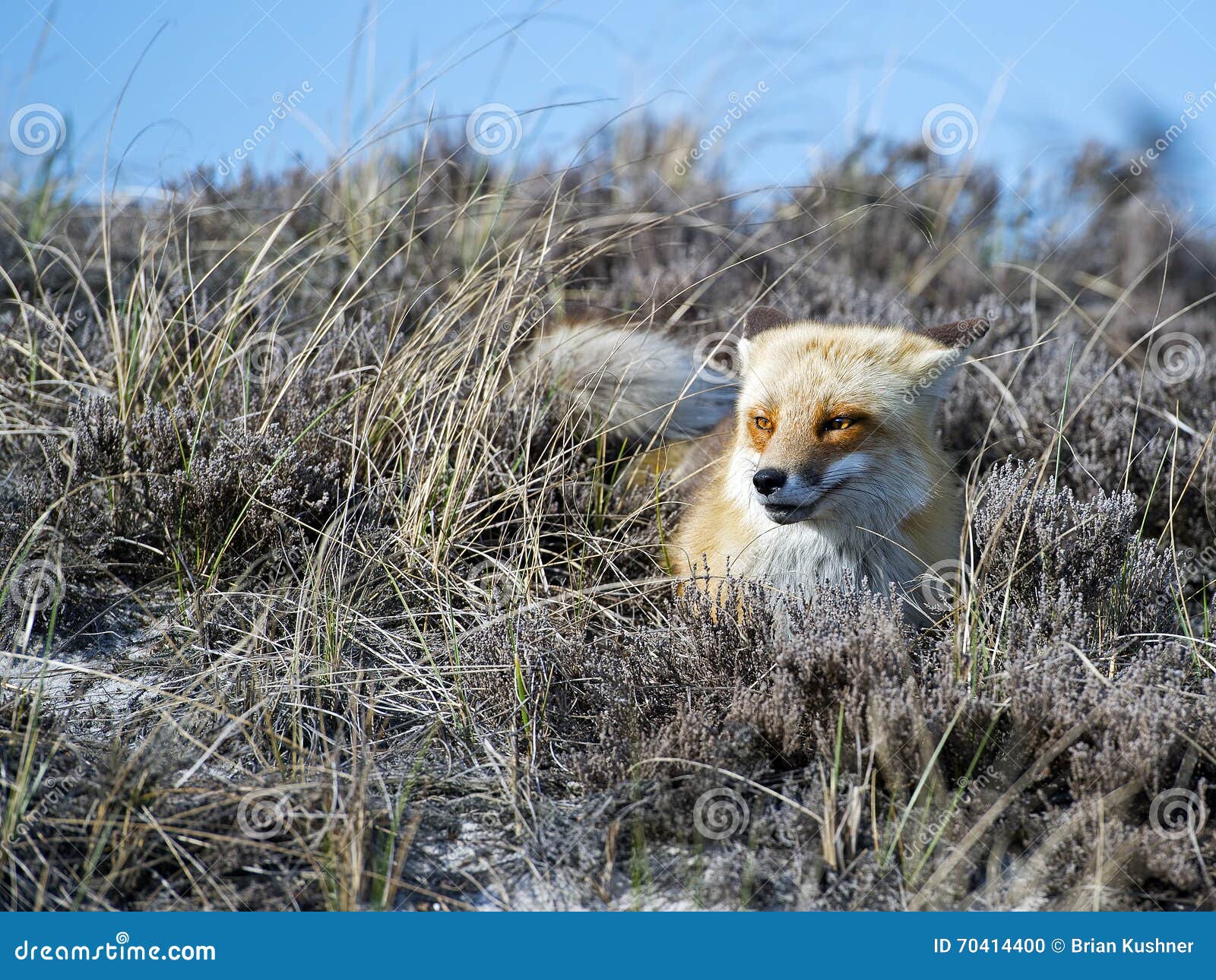 Red Fox on Beach Dunes stock photo. Image of tongue, closed - 70414400