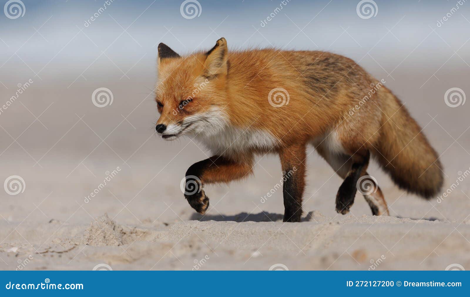Red Fox on the Beach stock photo. Image of nose, snout - 272127200