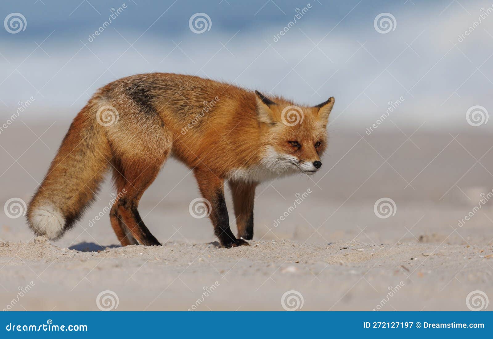 Red Fox on the Beach stock image. Image of squirrel - 272127197