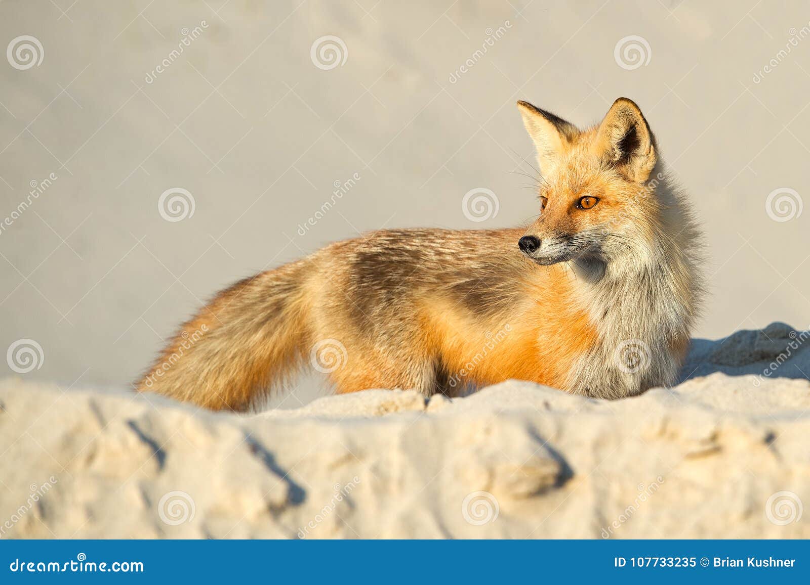 Red Fox on Beach stock image. Image of animal, mammal - 107733235