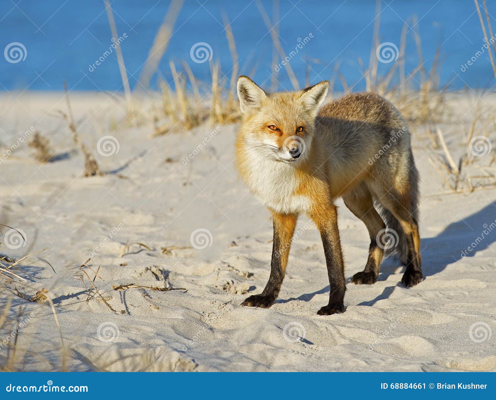 Red Fox on Beach stock image. Image of black, walking - 68884661