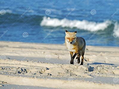 Red Fox on Beach stock image. Image of beach, refuge - 72143423