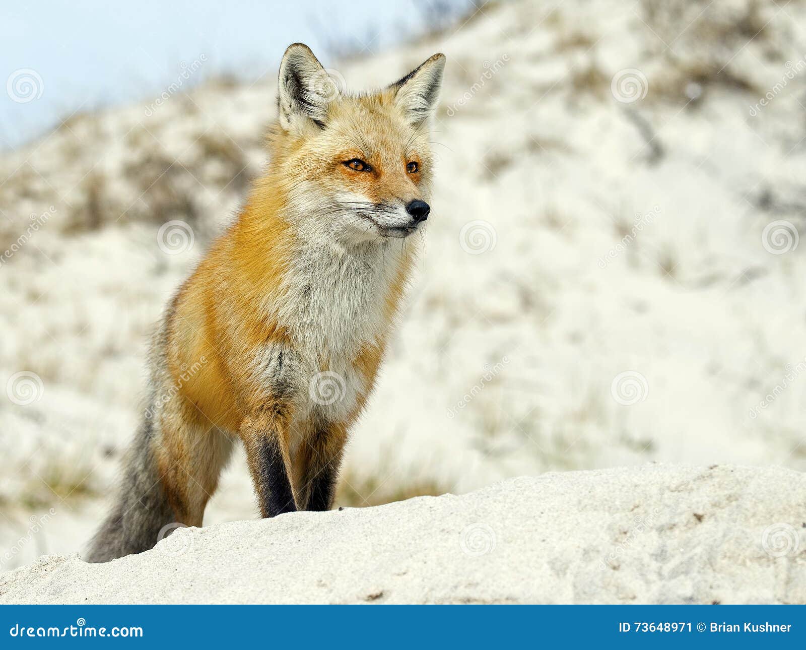 Red Fox on Beach stock image. Image of cute, black, tongue - 73648971