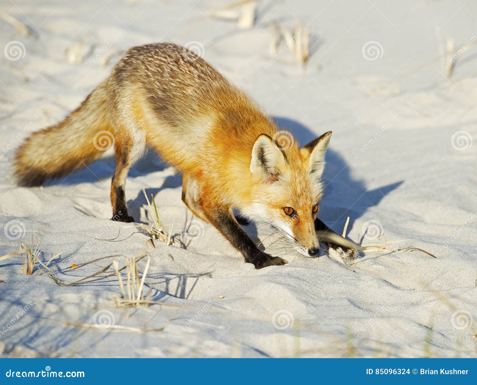 Red Fox on Beach stock photo. Image of cute, nature, night - 85096324