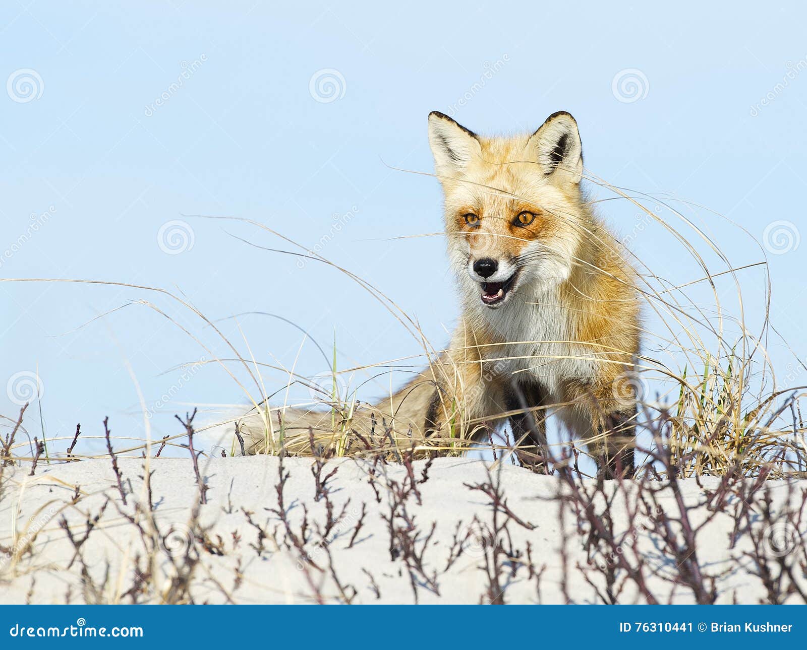 Red Fox on Beach stock image. Image of wildlife, walking - 76310441