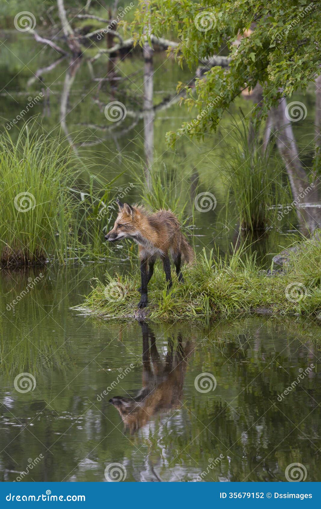 Red Fox with Beautiful Reflection Stock Photo - Image of vulpes, canine ...