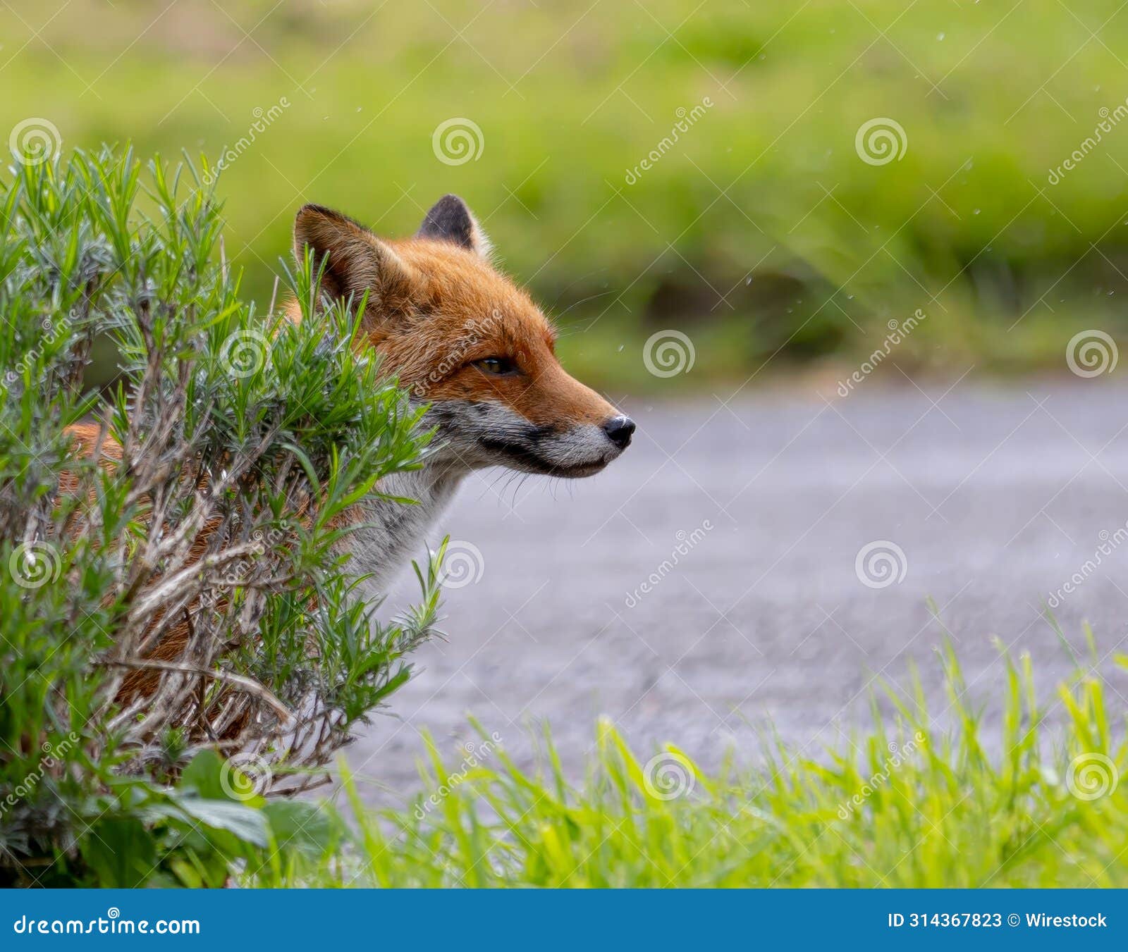 Red Fox Behind a Bush by the Road Stock Image - Image of orange ...