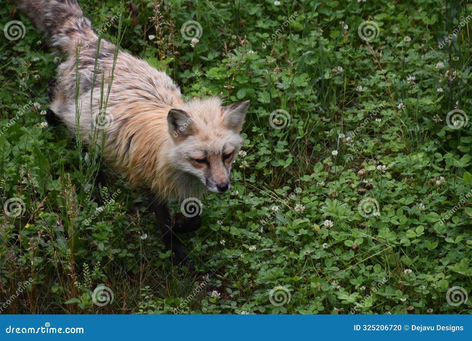 Red Fox with a Black Nose in the Wild Stock Photo - Image of prowl ...