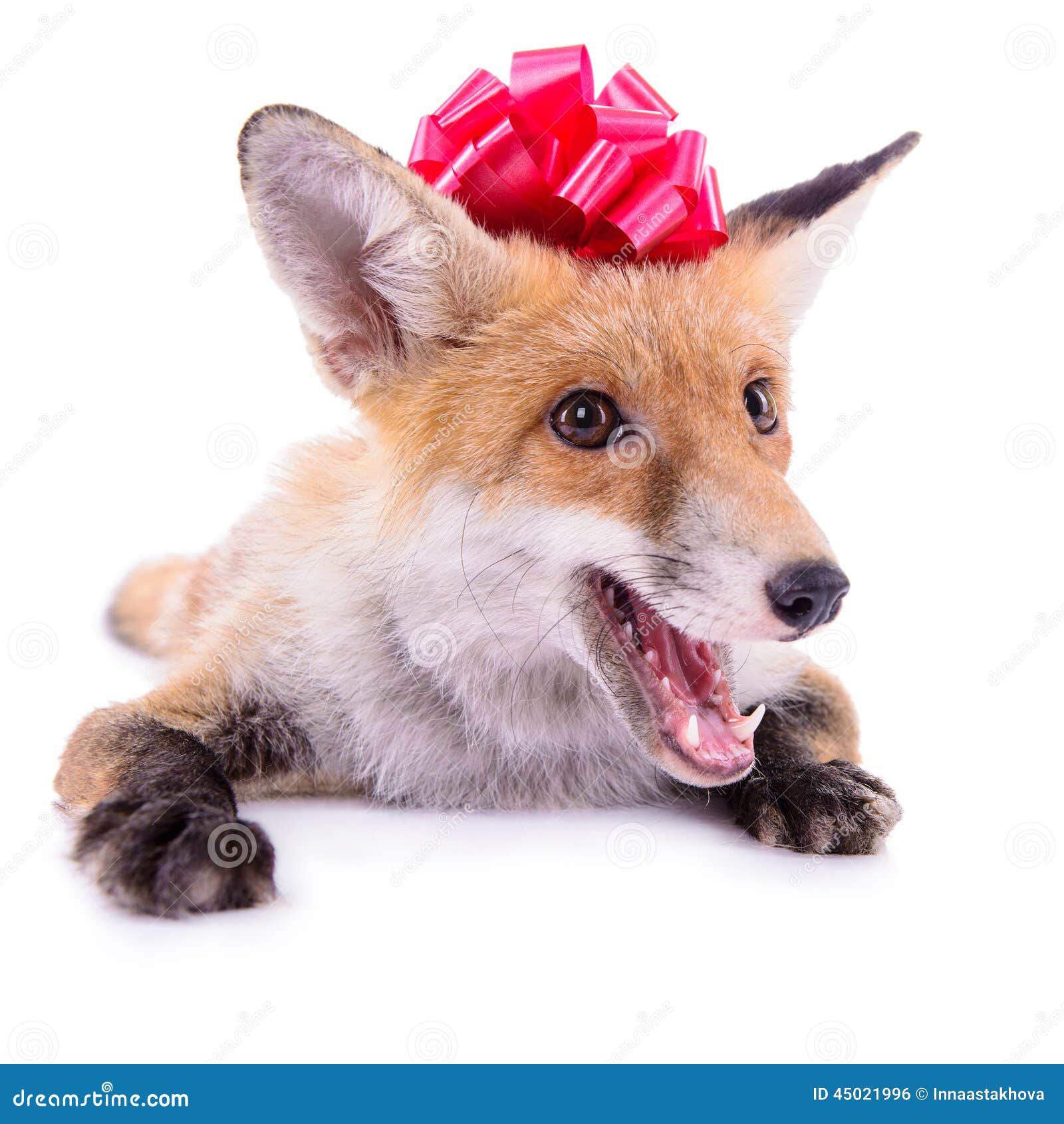 Red fox with a bow stock photo. Image of carnivore, white - 45021996