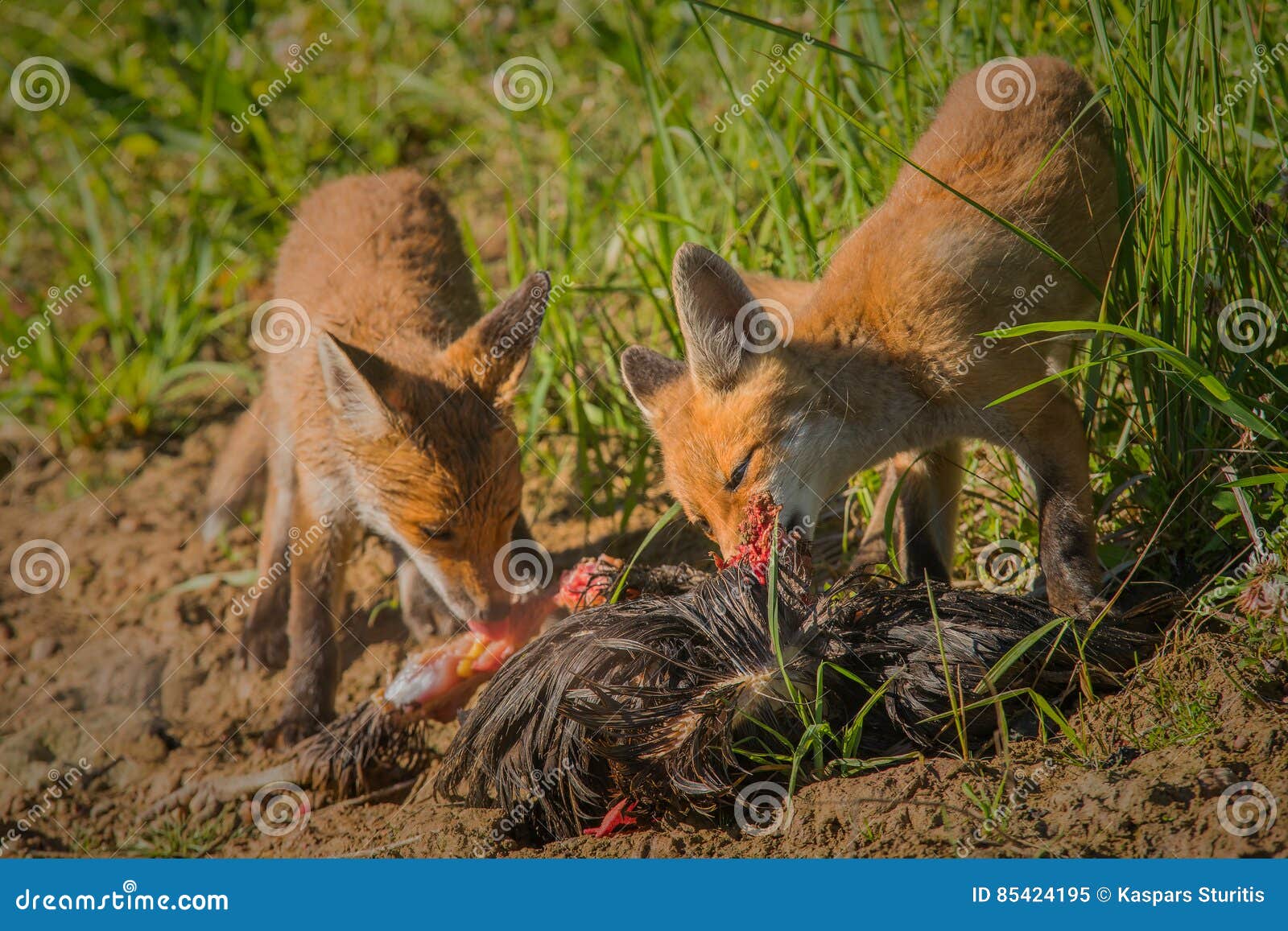 Two Young Red Fox with Prey Stock Image - Image of wild, animals: 85424195
