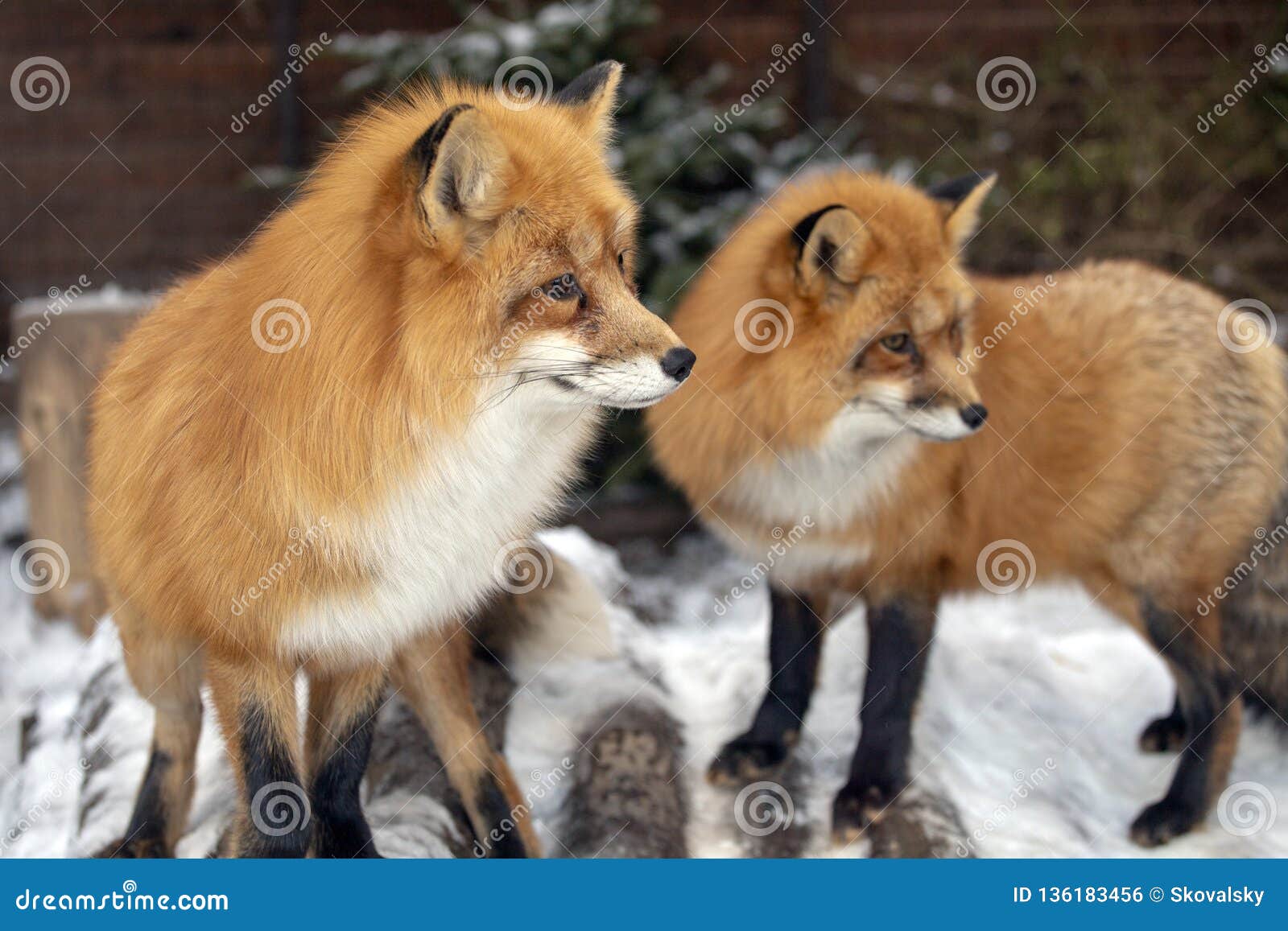 Red fox stock photo. Image of nose, european, animal - 136183456