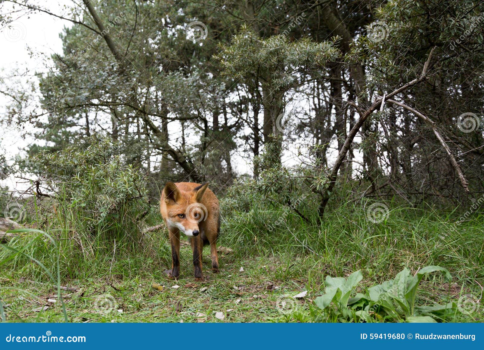 Red Fox in the bush. stock photo. Image of bush, nature - 59419680