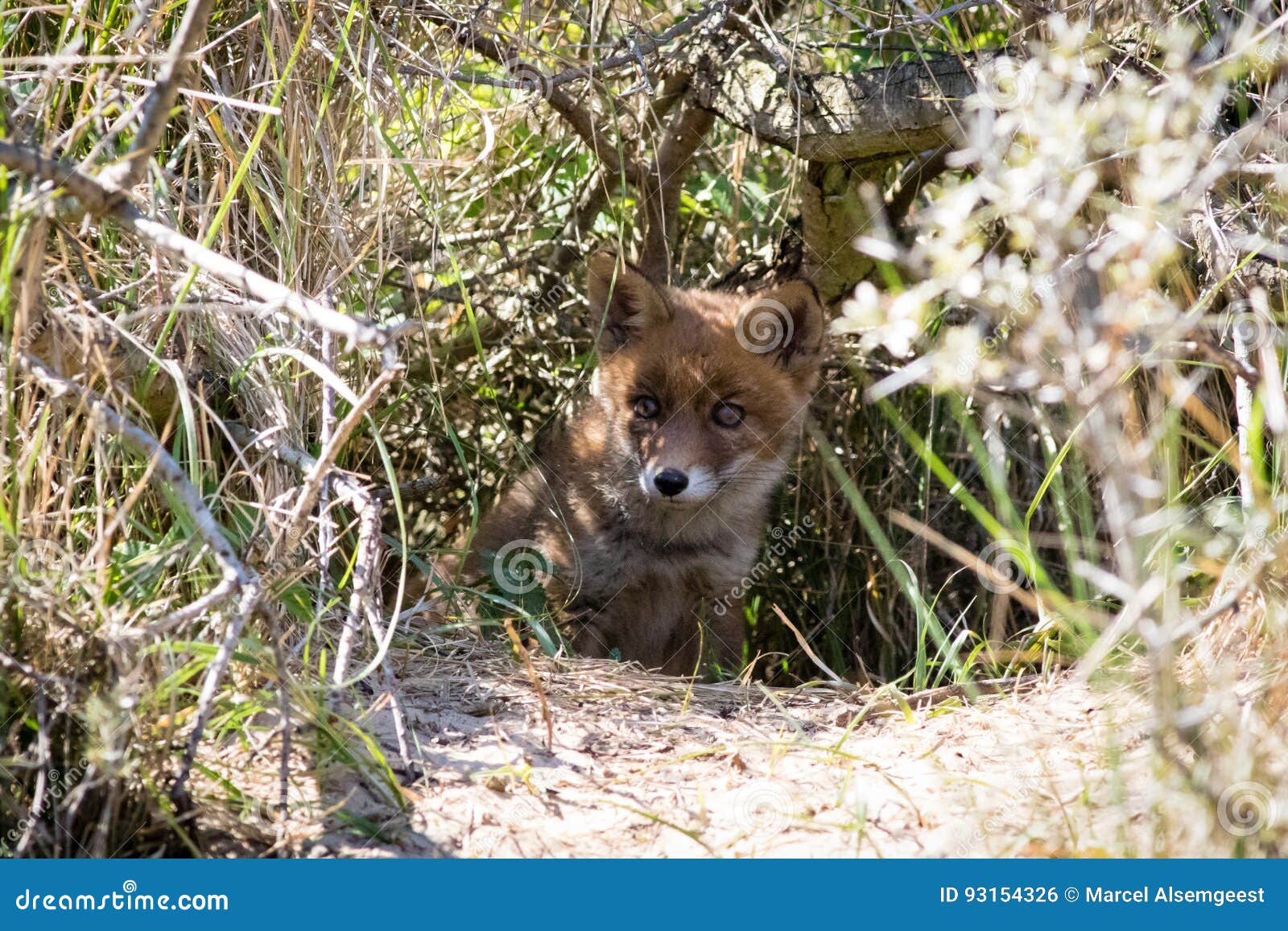 Red fox in the bushes stock photo. Image of hunting, animal - 93154326