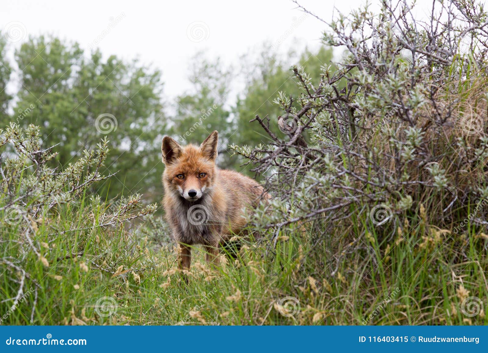 Red fox between the bushes stock image. Image of mammal - 116403415