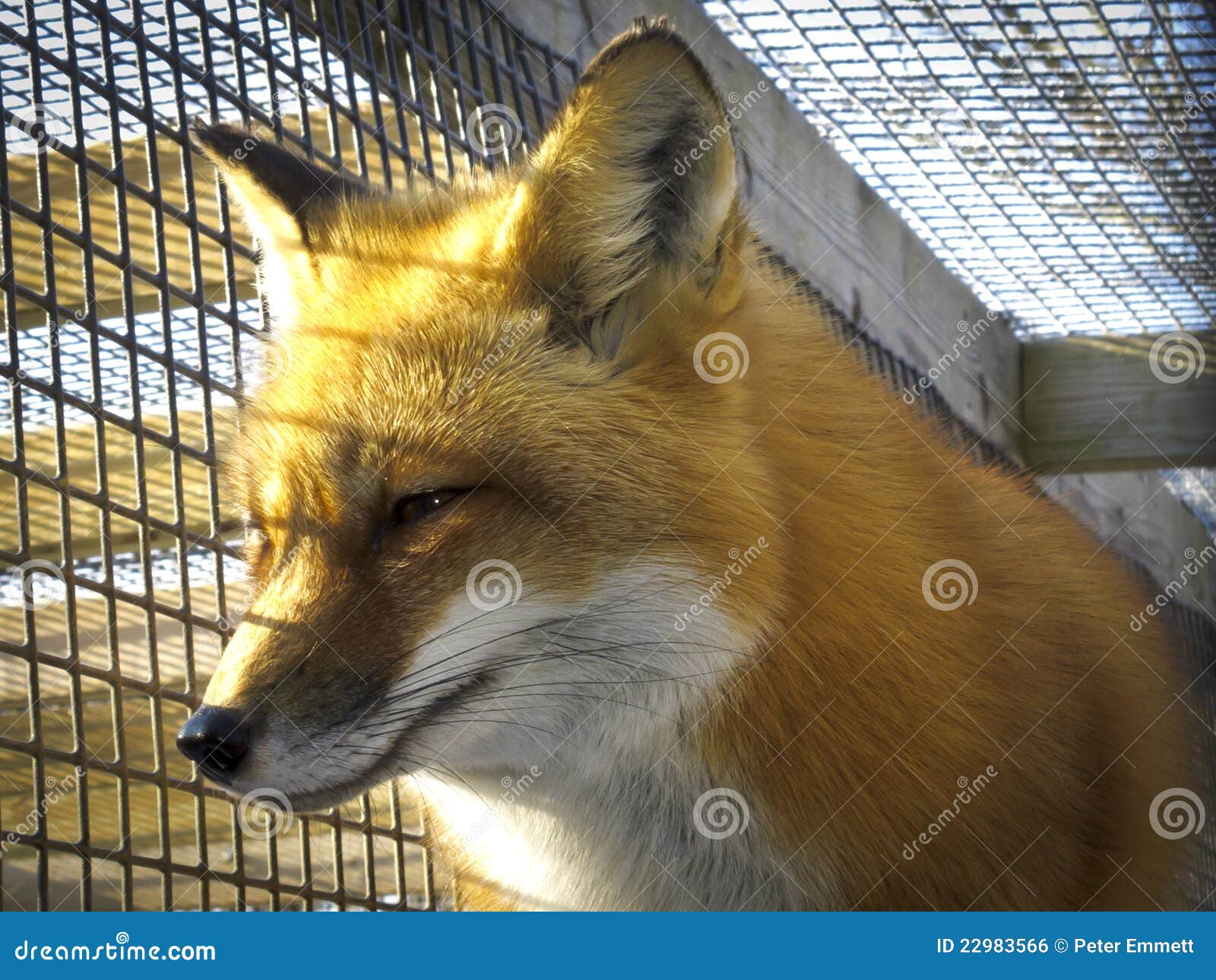 Red Fox - Caged stock photo. Image of wildlife, small - 22983566