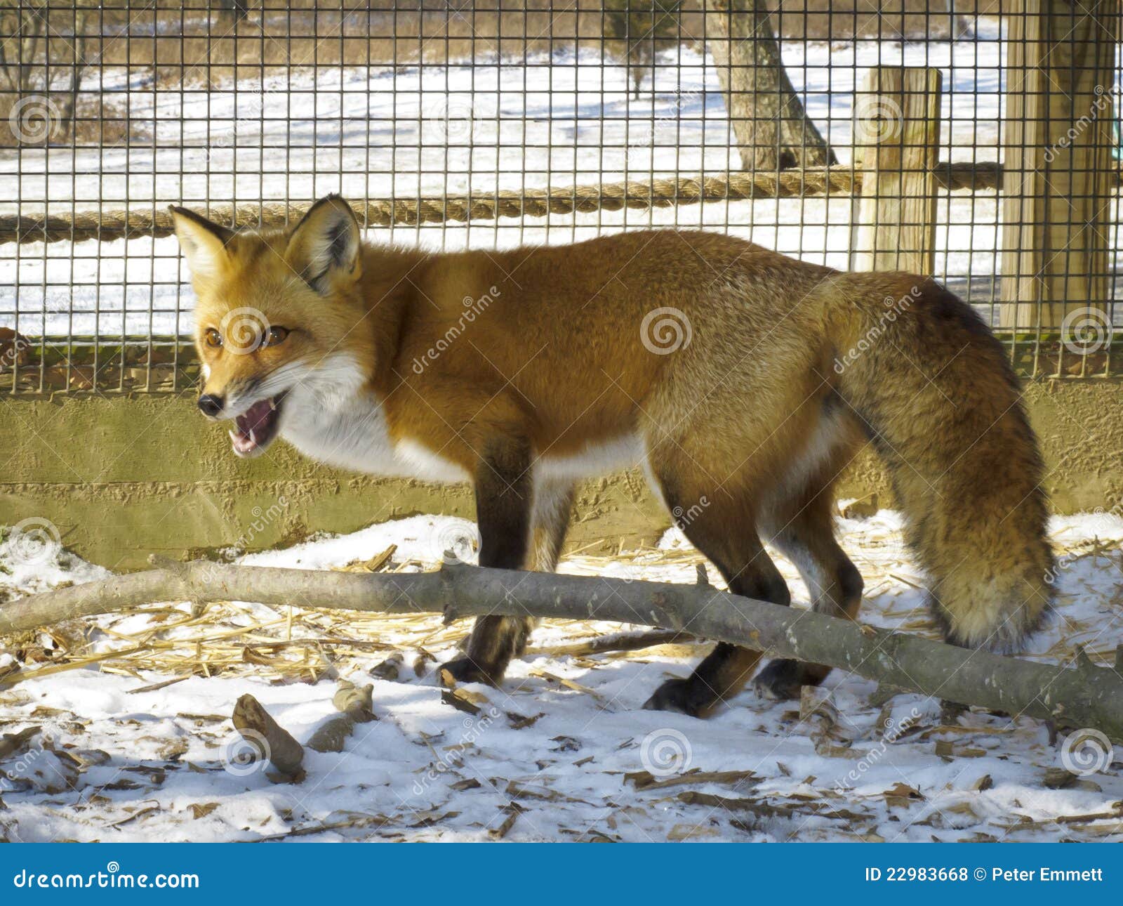 Red Fox - Caged stock photo. Image of small, brown, life - 22983668