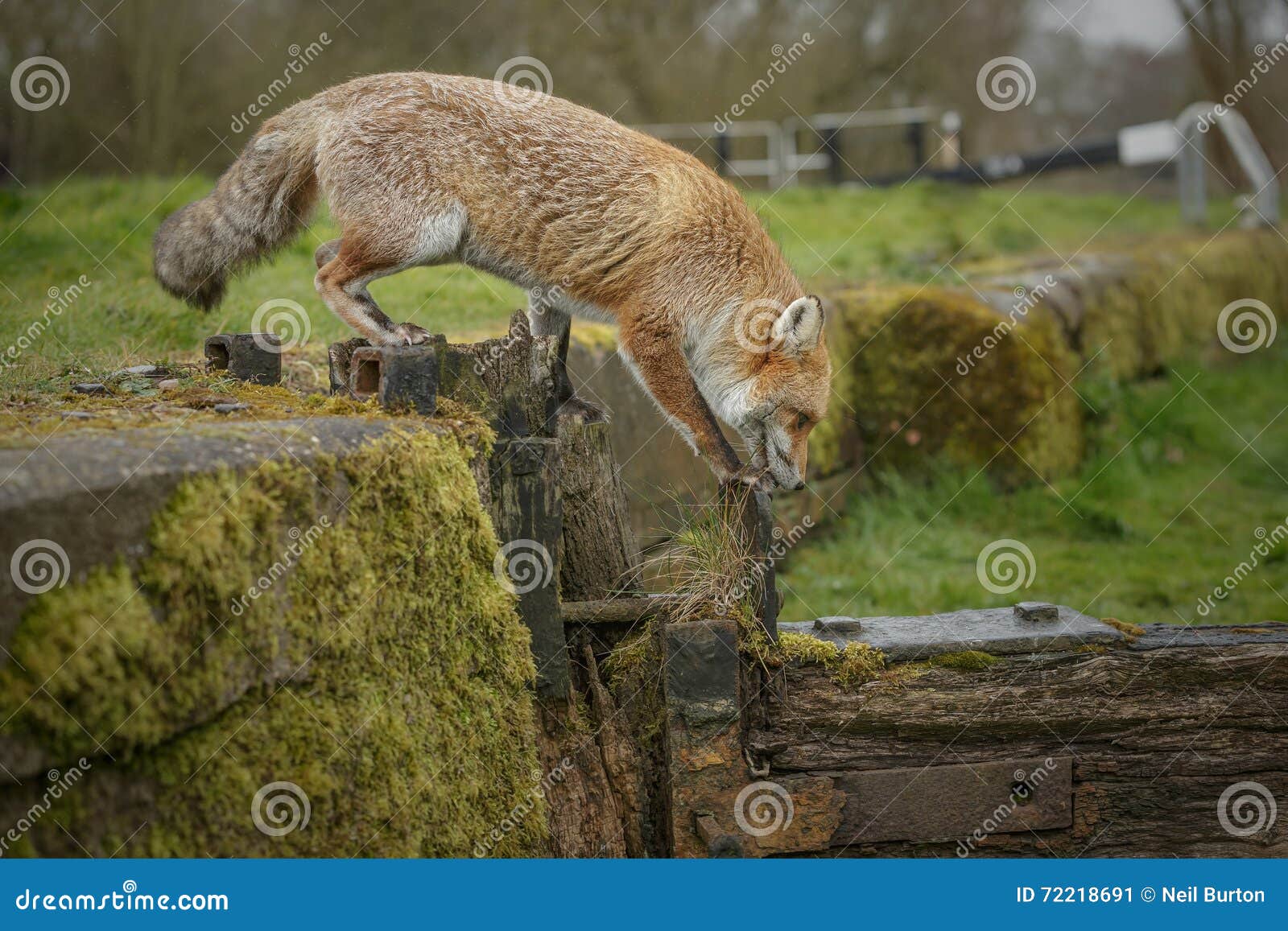 Red fox stock image. Image of mammal, green, nature, grass - 72218691