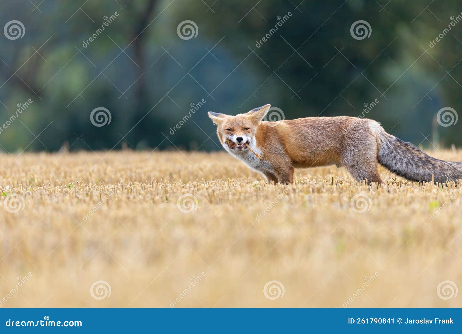 Red Fox with the Caught Prey in Its Mouth Stock Image - Image of animal ...