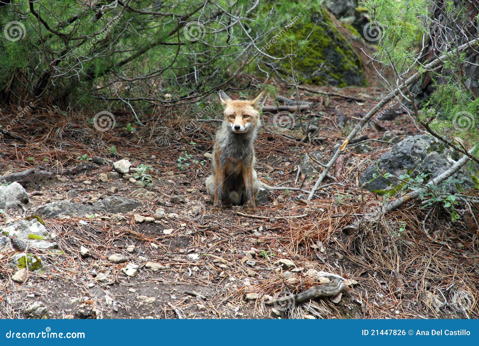Red Fox Cazorla and Segura Nature Reserve Spain Stock Photo - Image of ...