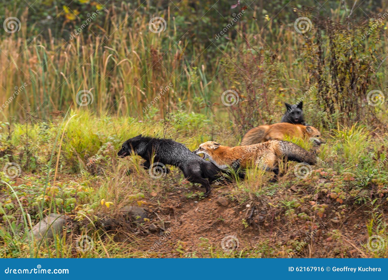 Red Fox Chases Silver (Vulpes Vulpes) Stock Photo - Image of outdoors ...