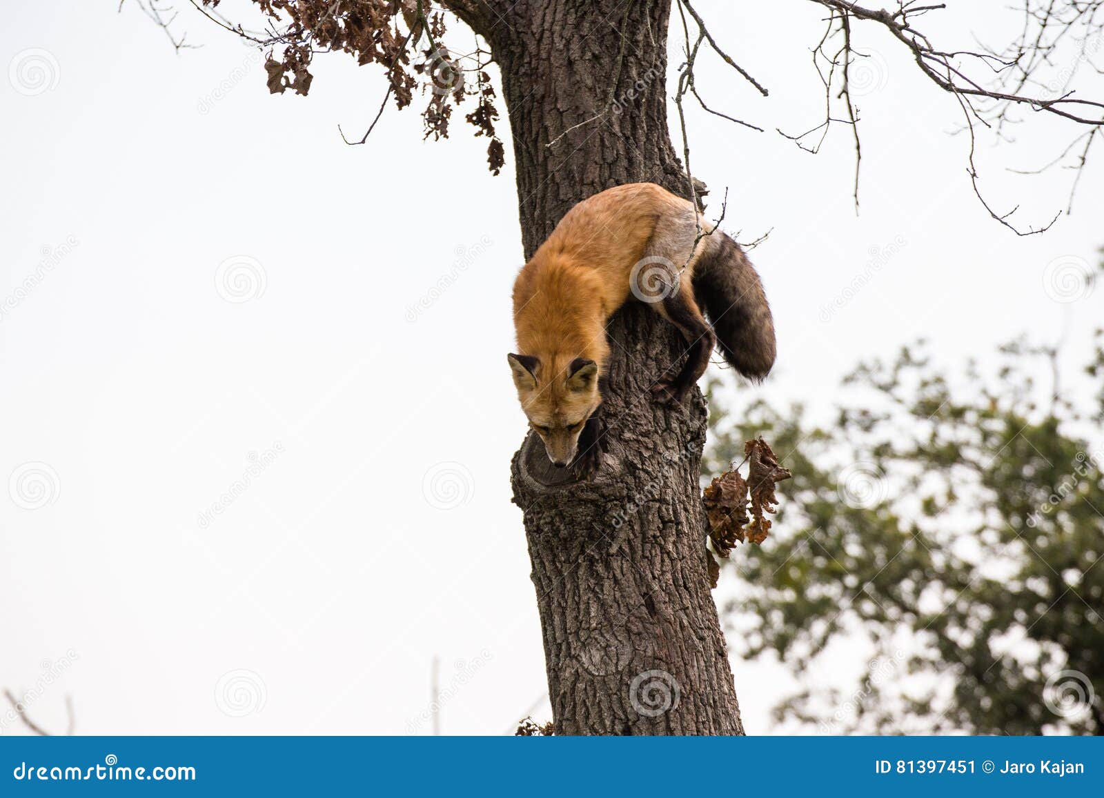 Red fox stock image. Image of fulva, climb, park, national - 81397451