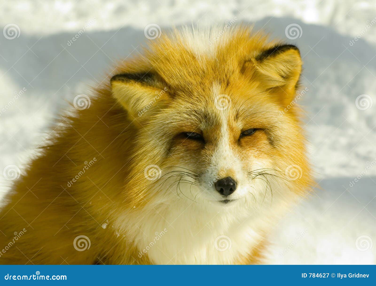 Red Fox Close Up