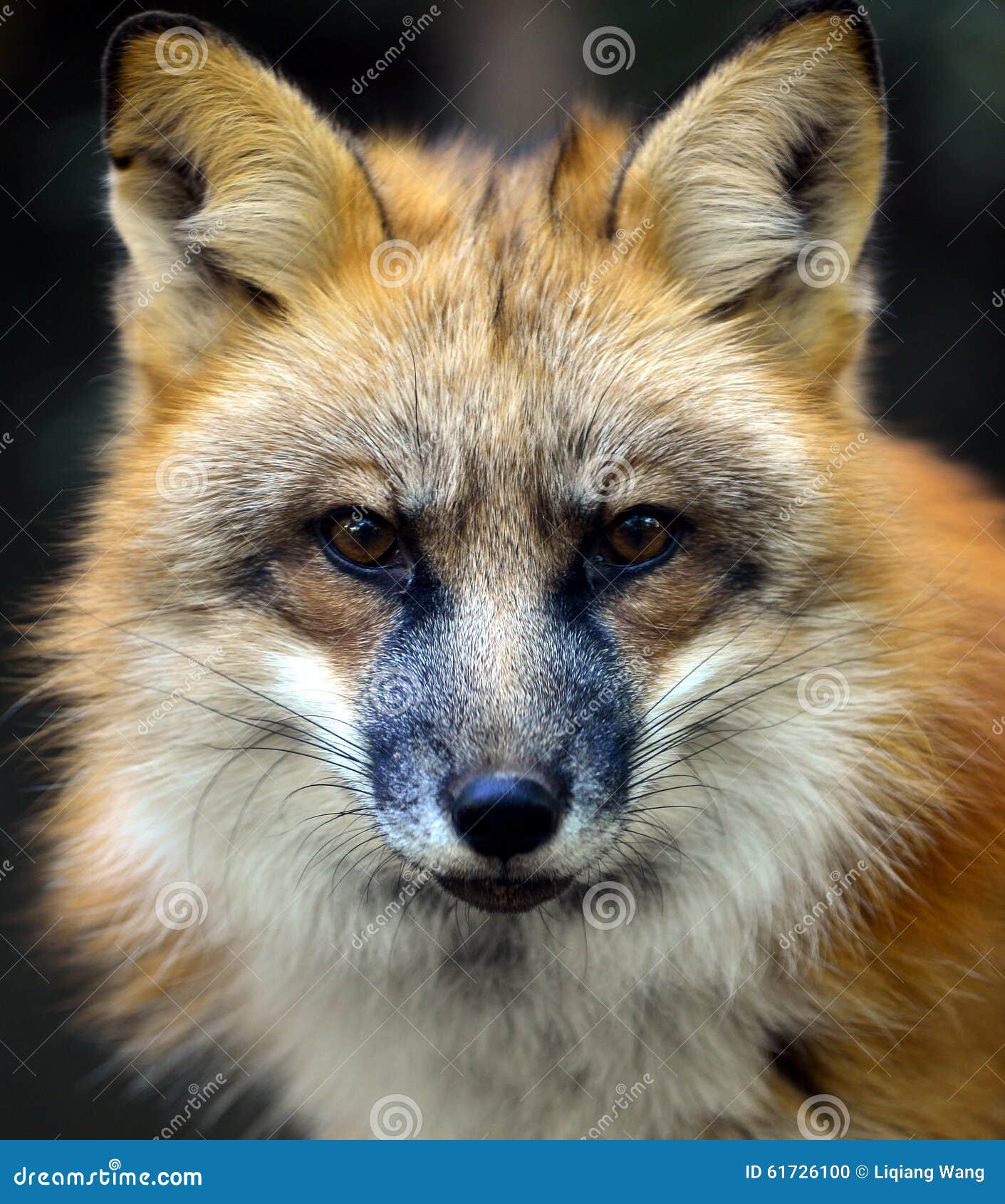 Red Fox stock photo. Image of animals, lovely, play, decoration - 61726100