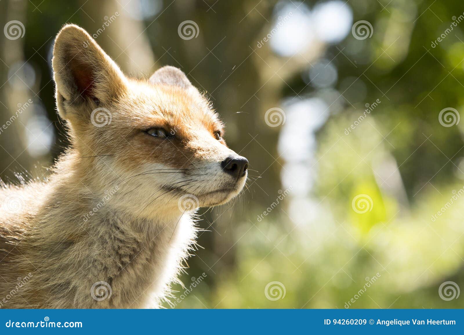 Red fox, close-up head stock image. Image of face, horizontal - 94260209
