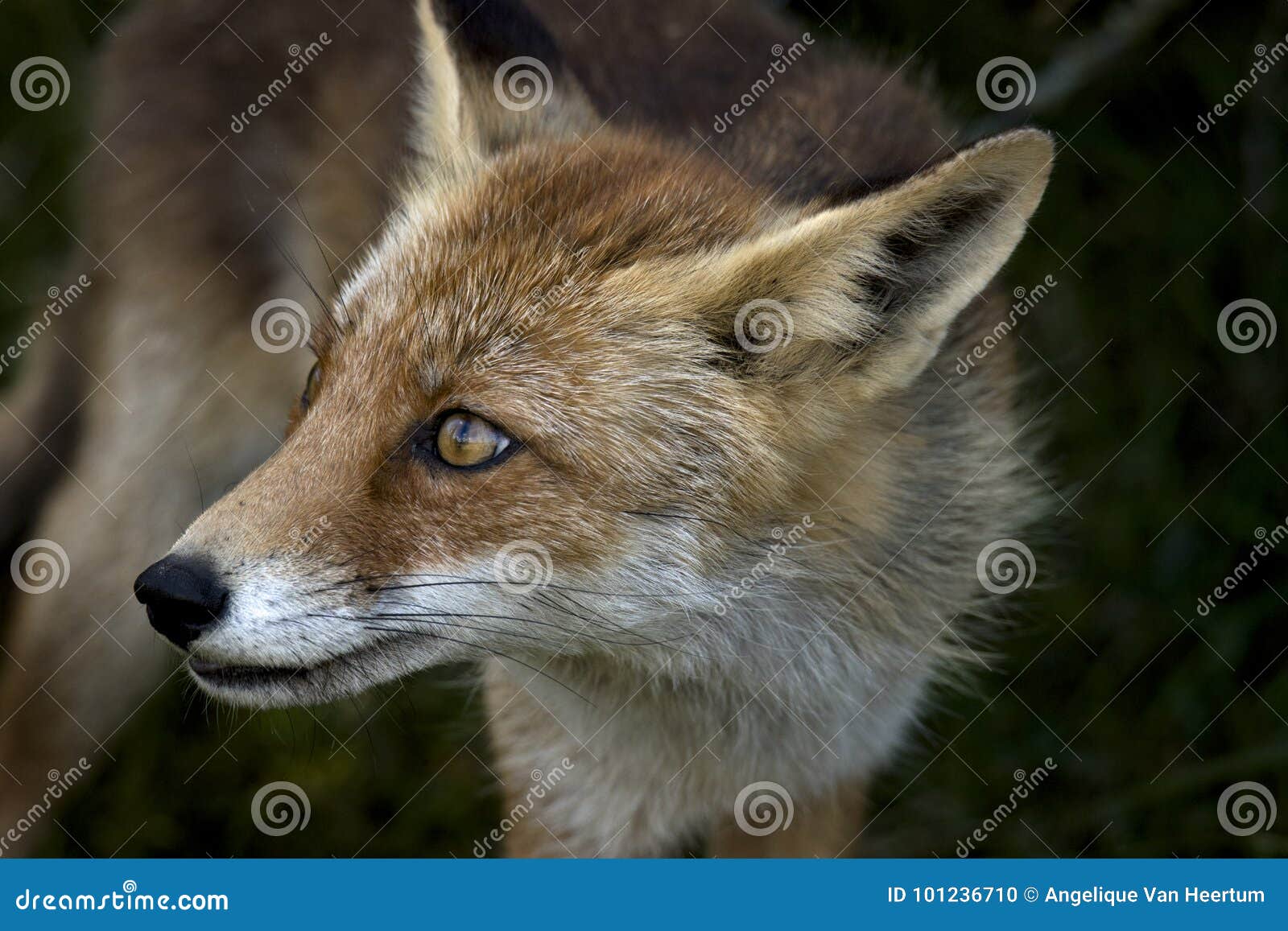 Red fox, close-up head stock photo. Image of hunt, horizontal - 101236710