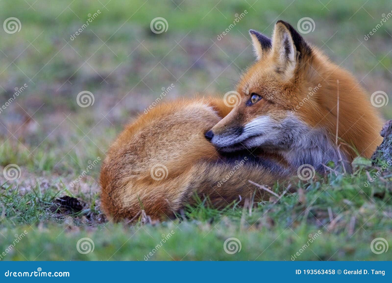 Red Fox Close-up 817853 stock photo. Image of canidae - 193563458