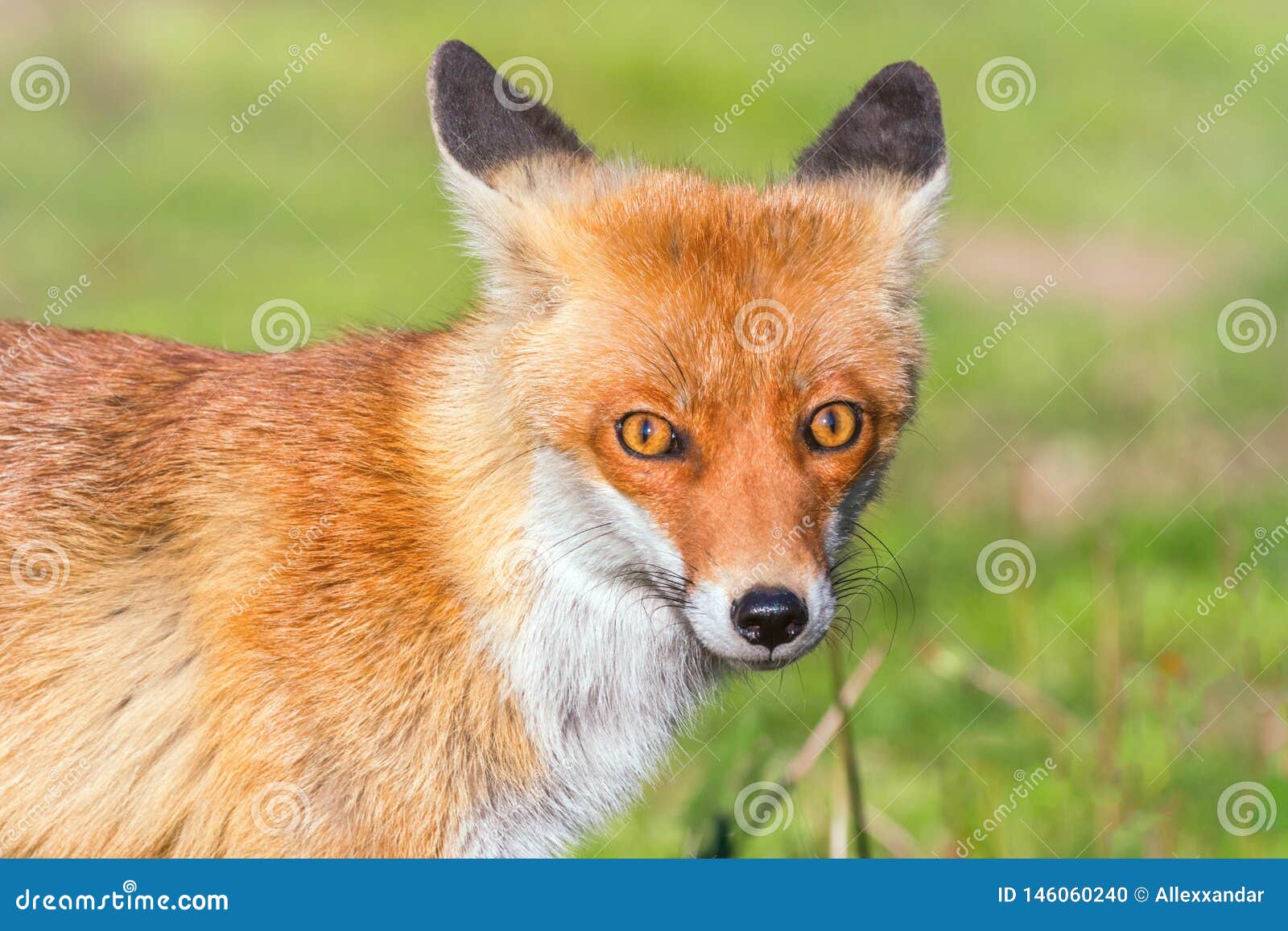 Red Fox Close Up Portrait Vulpes Vulpes Stock Photo - Image of contact ...