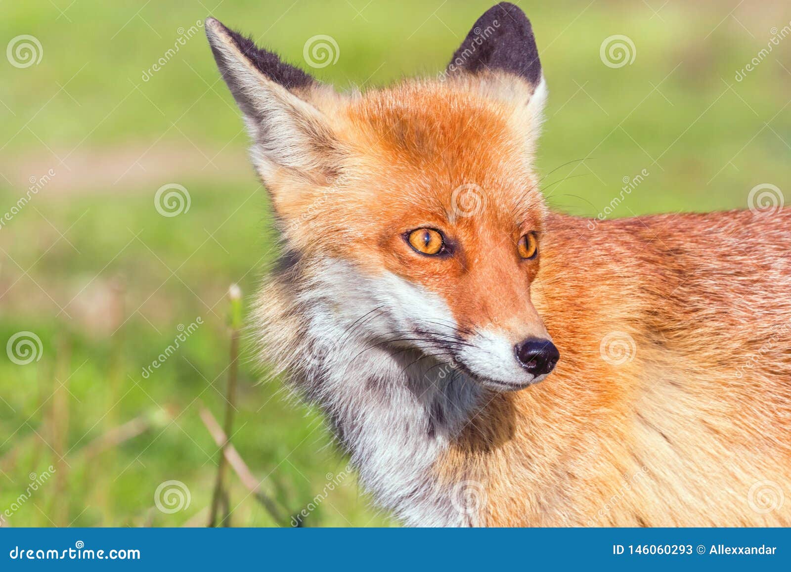 Red Fox Close Up Portrait Vulpes Vulpes Stock Image - Image of brown ...