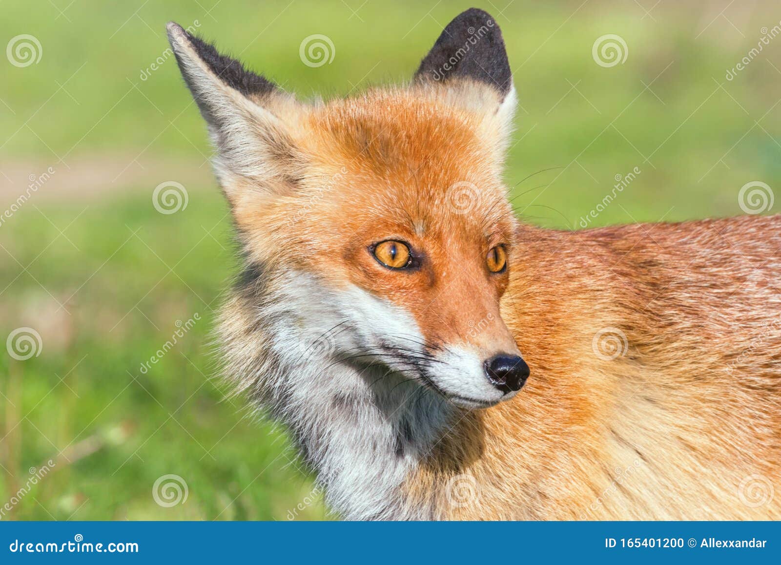 Red Fox Close Up Portrait Vulpes Vulpes Stock Photo - Image of predator ...