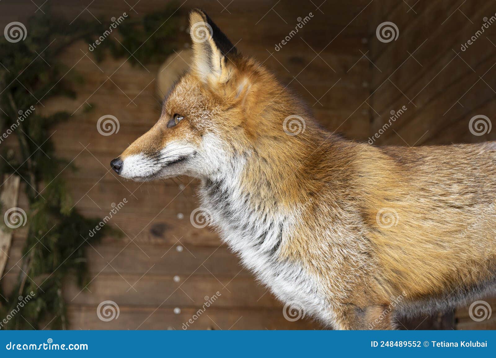 Predatory Fox Side View in Early Spring. Stock Photo - Image of outdoor ...