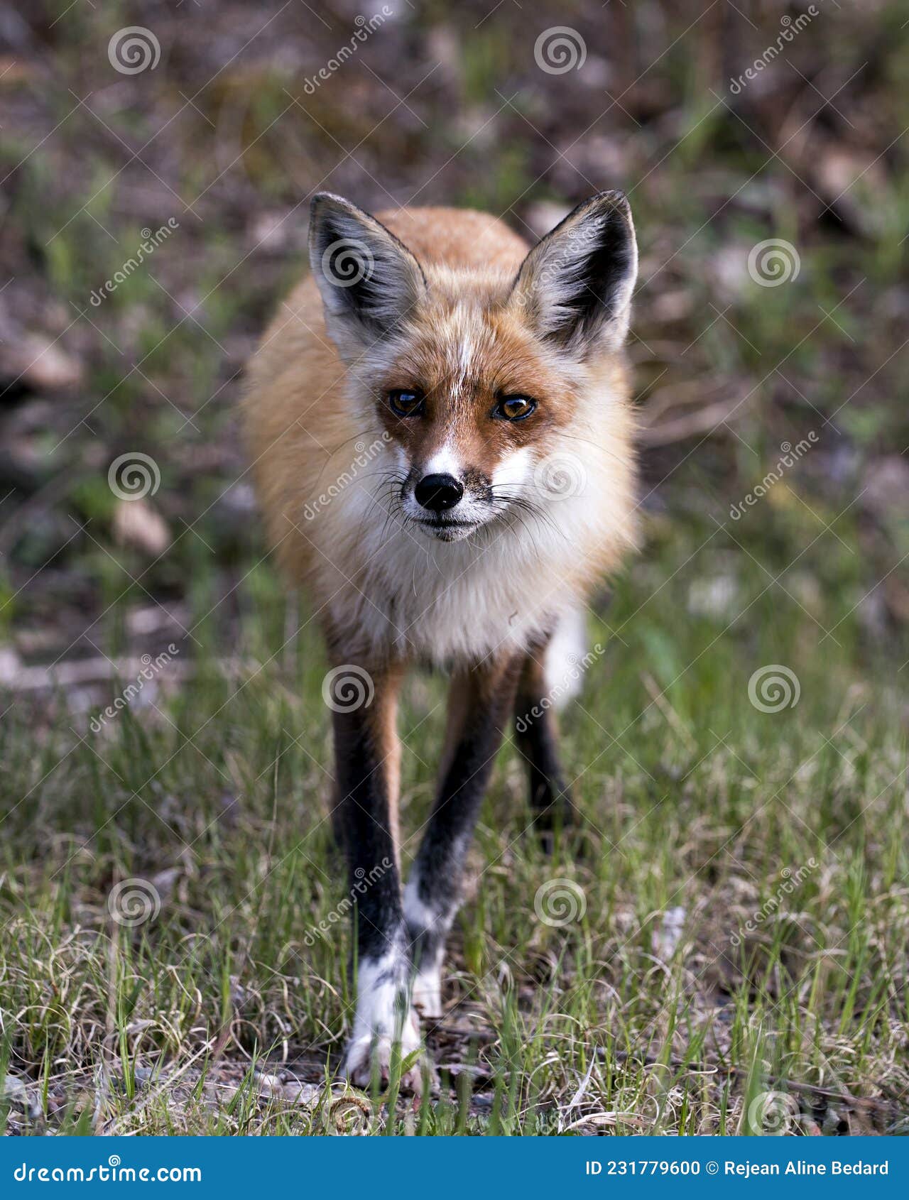 Red Fox Photo. Fox Image. Close-up Profile Front View In The Springtime ...