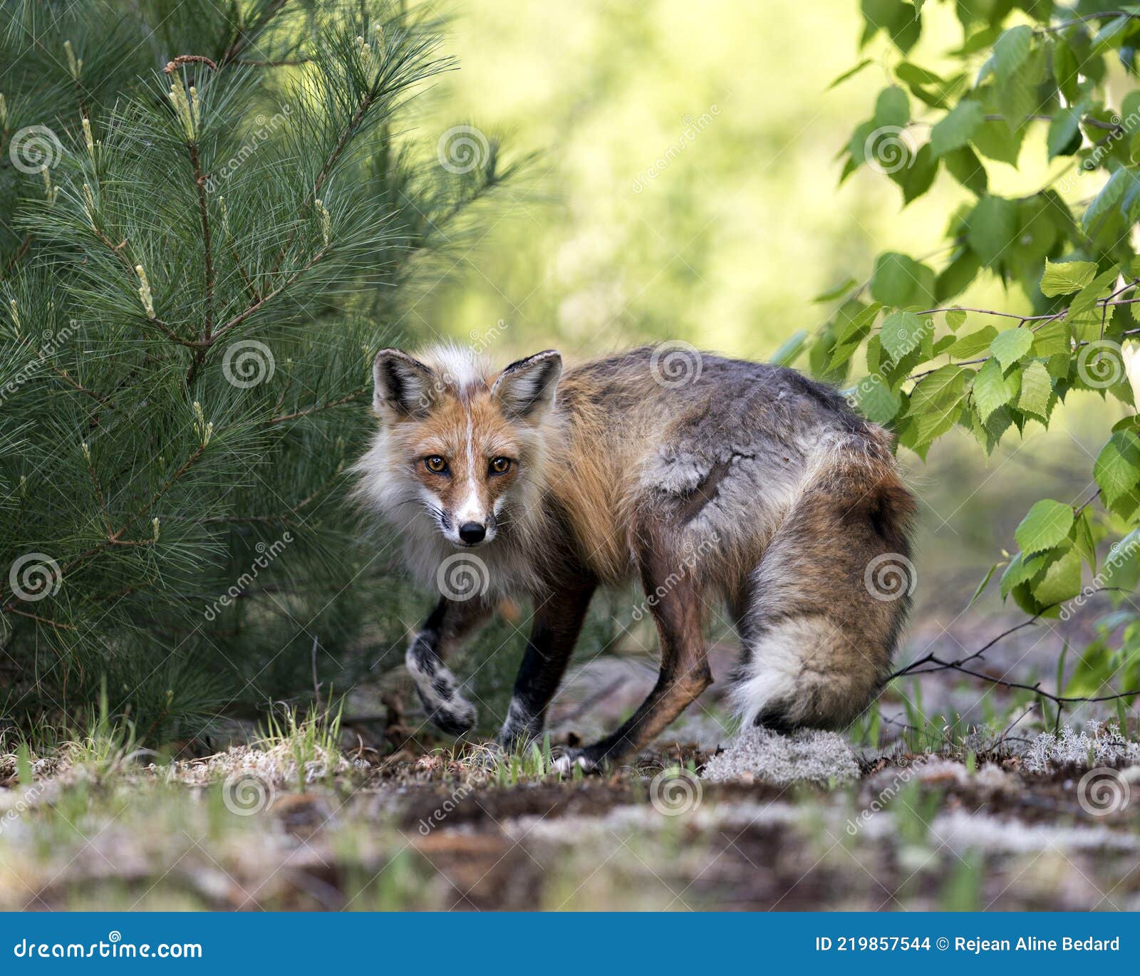 Red Fox Photo Stock. Fox Image. Close-up Profile Side View in the ...