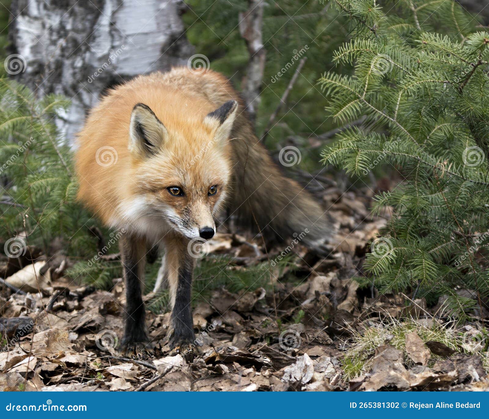 Red Fox Photo Stock. Fox Image. Close-up Profile View between ...