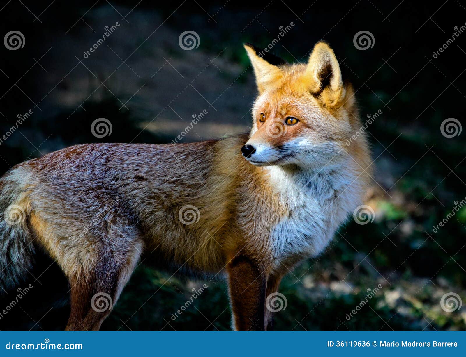 Red fox stock photo. Image of shot, ears, vulpes, head - 36119636