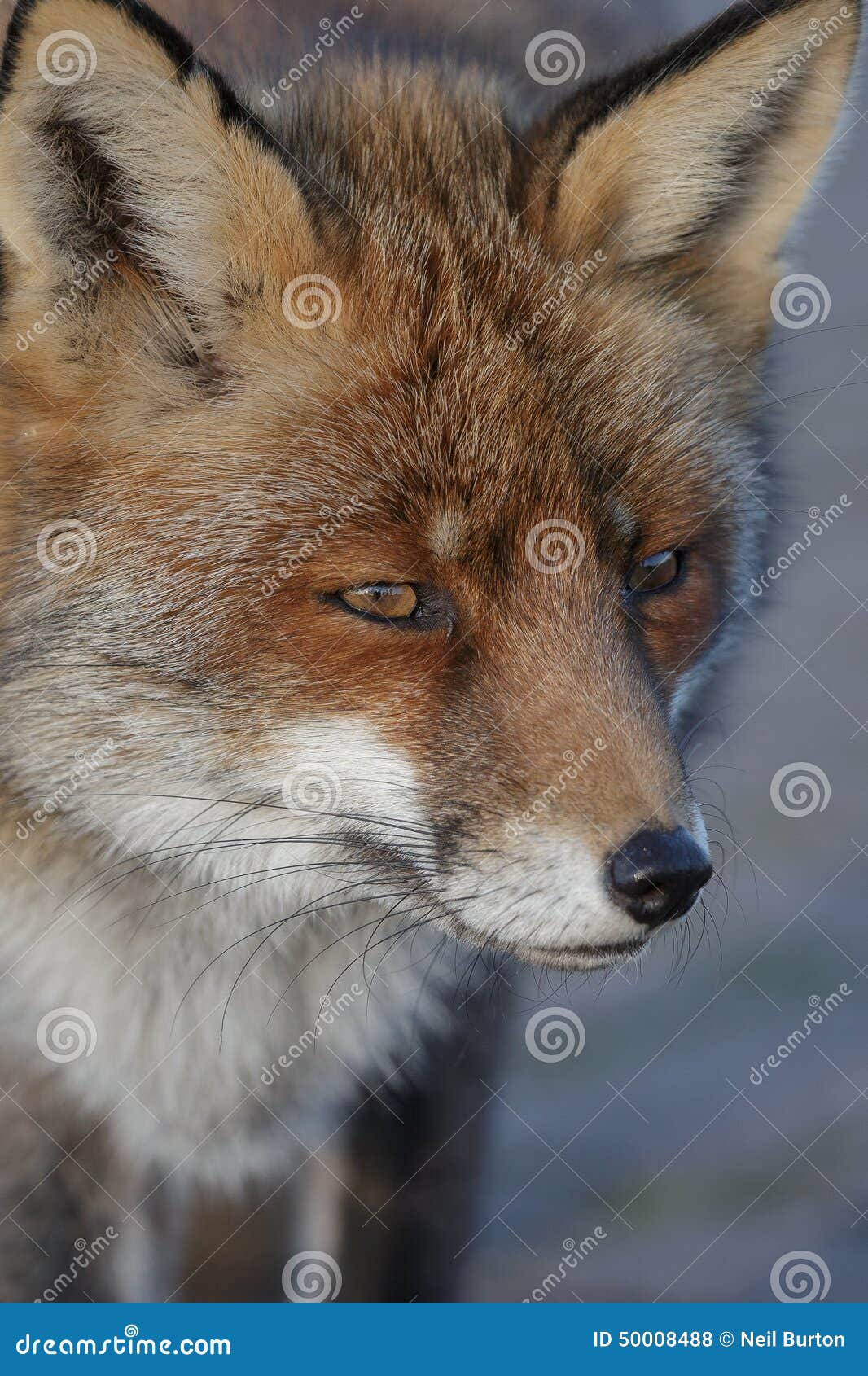 Red fox, close stock photo. Image of stare, hunt, dunes - 50008488