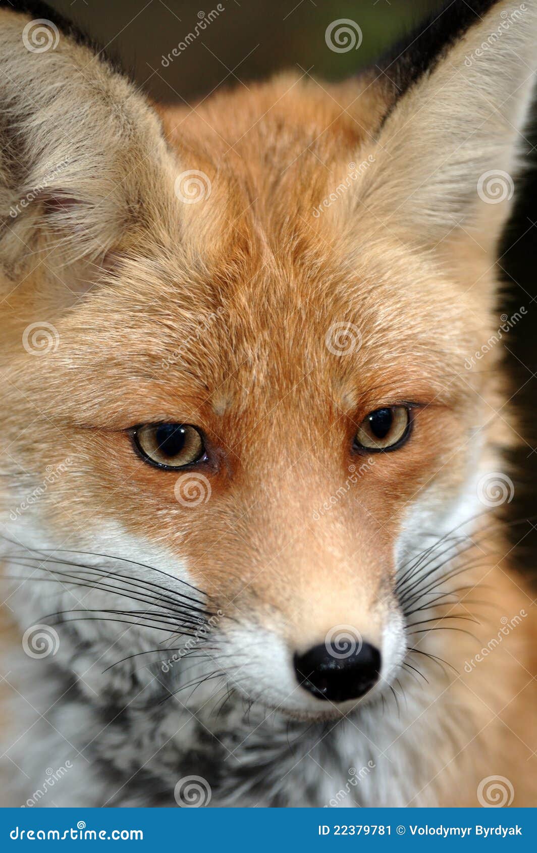 Red Fox Closeup stock image. Image of alert, details - 22379781