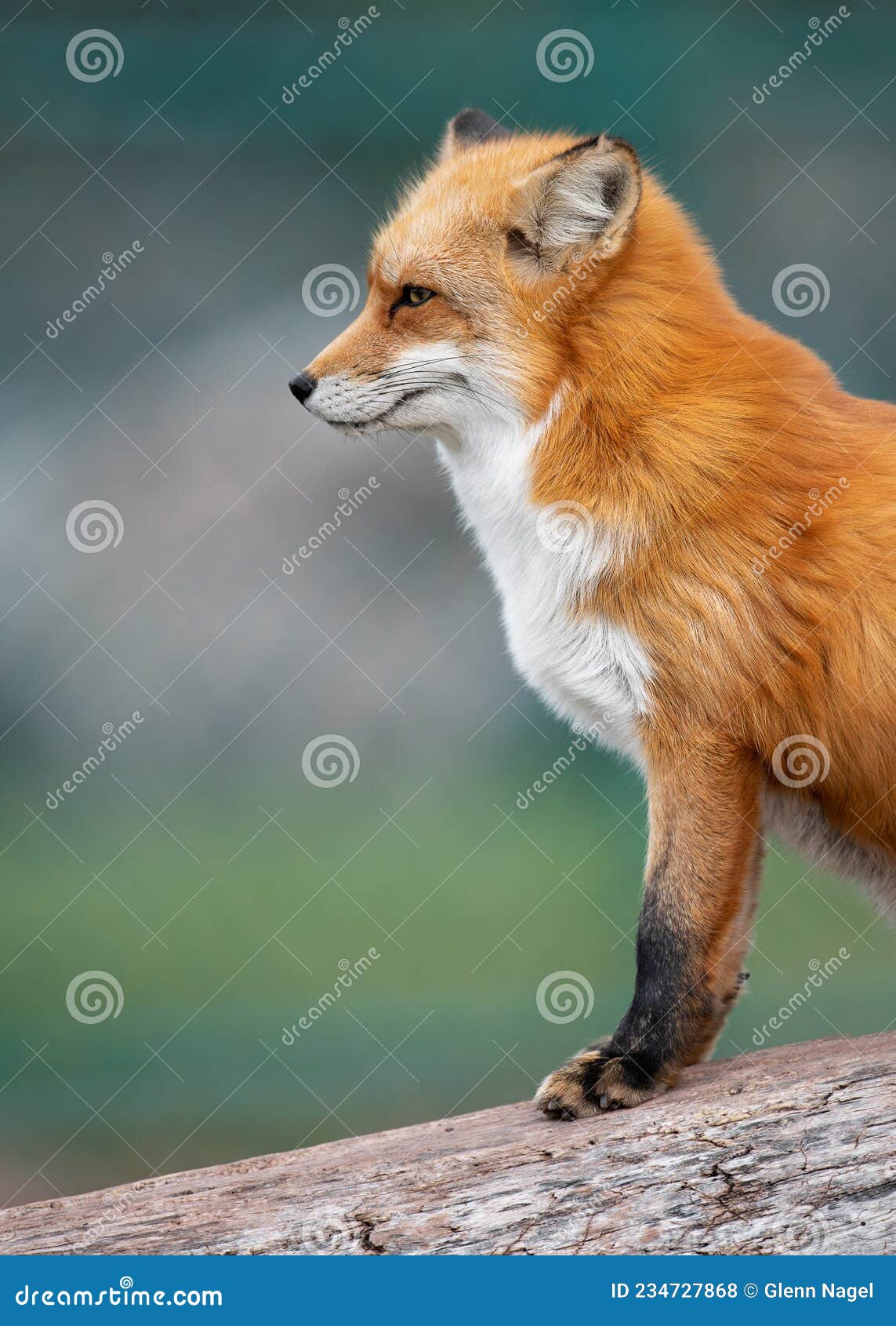 Red Fox Profile Standing on Log Stock Photo - Image of side, closeup ...