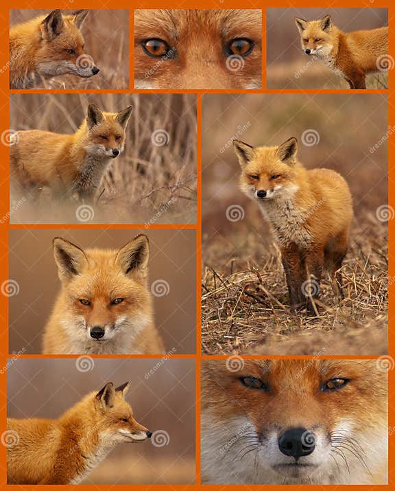 Red Fox Collage stock photo. Image of head, coat, animal - 23286782