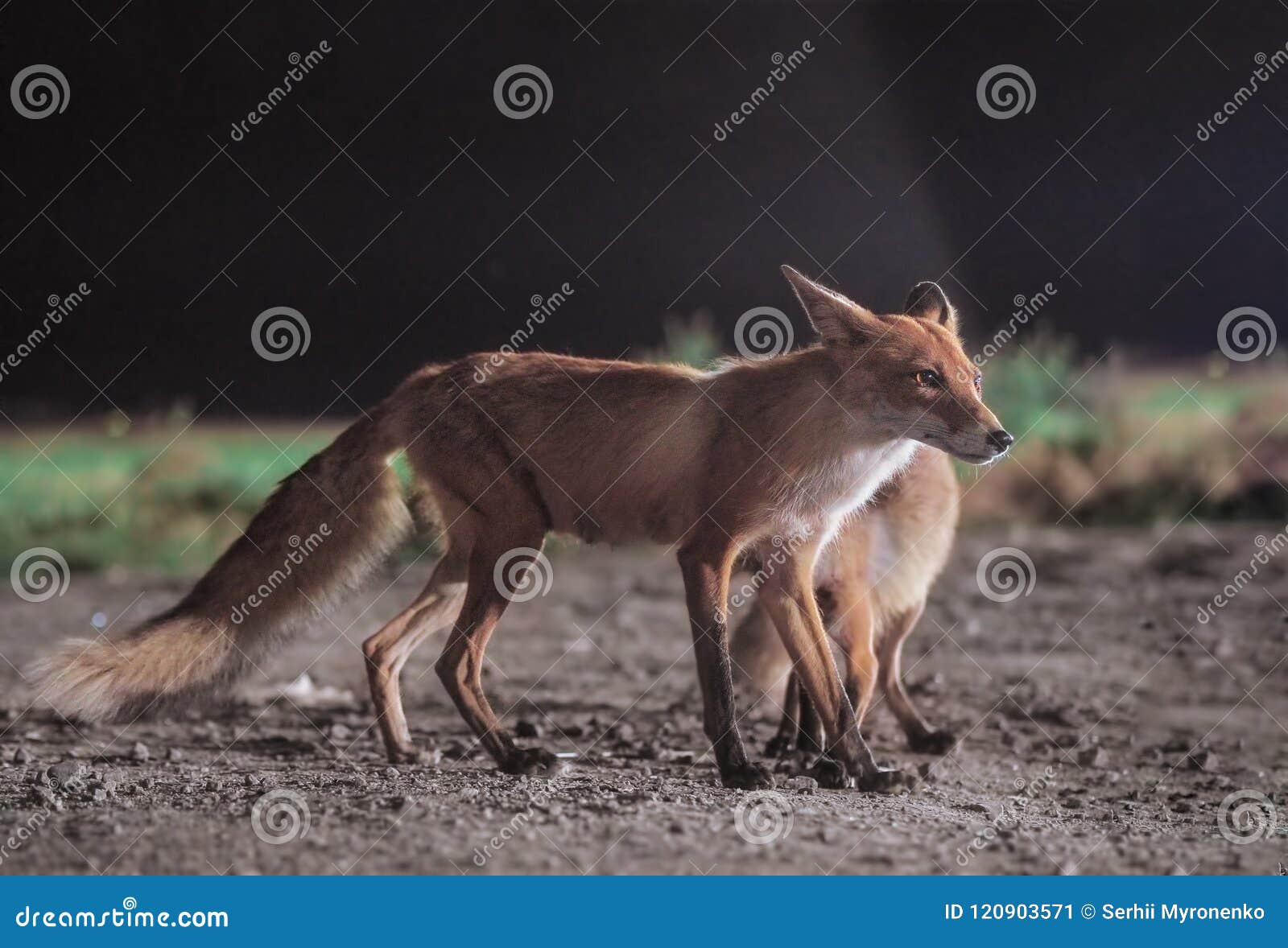 Red Fox Comes To the City at Night Stock Image - Image of predator ...