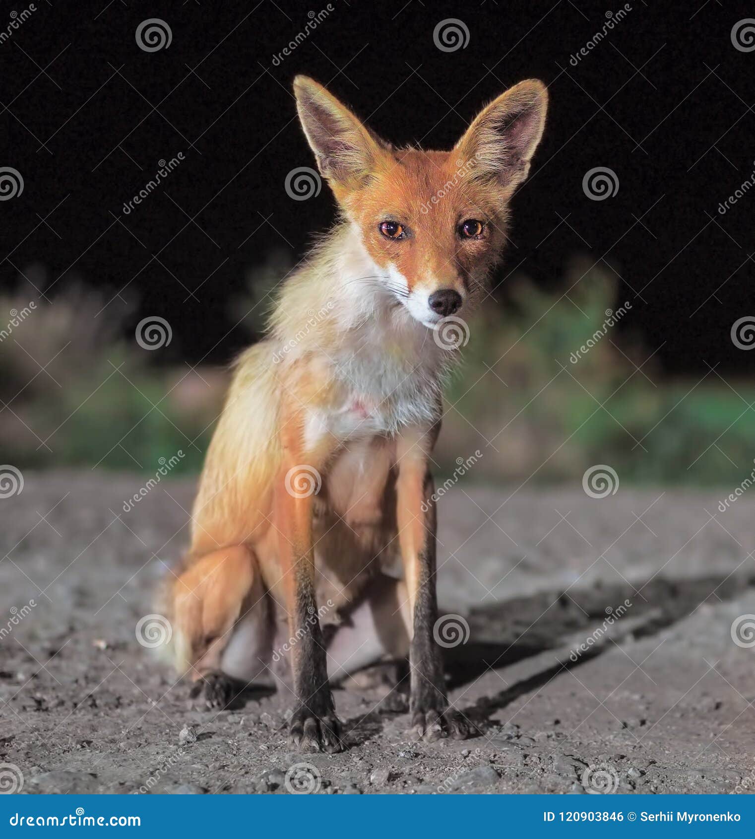 Red Fox Comes To the City at Night Stock Photo - Image of night, mammal ...