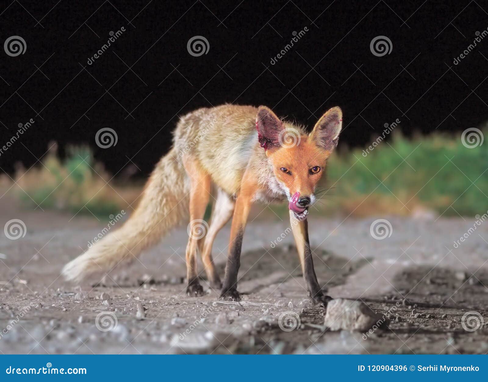 Red Fox Comes To the City at Night Stock Photo - Image of summer ...