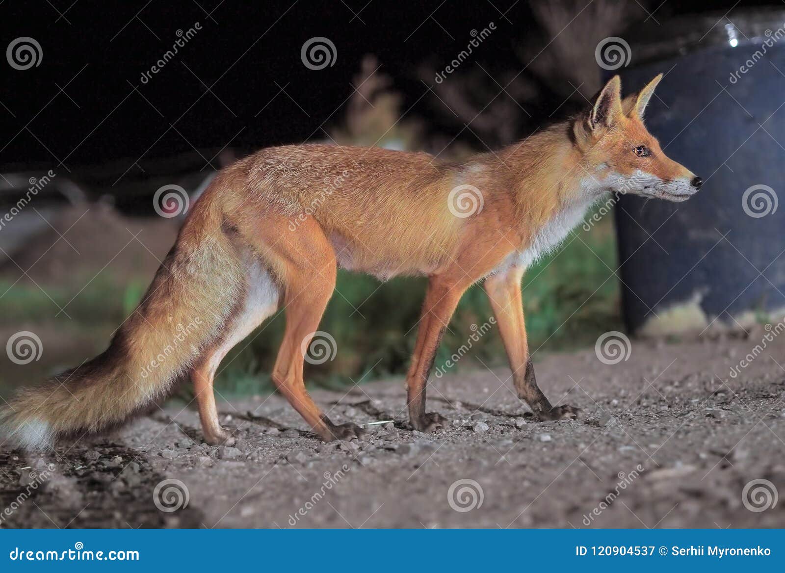 Red Fox Comes To the City at Night Stock Image - Image of nature ...