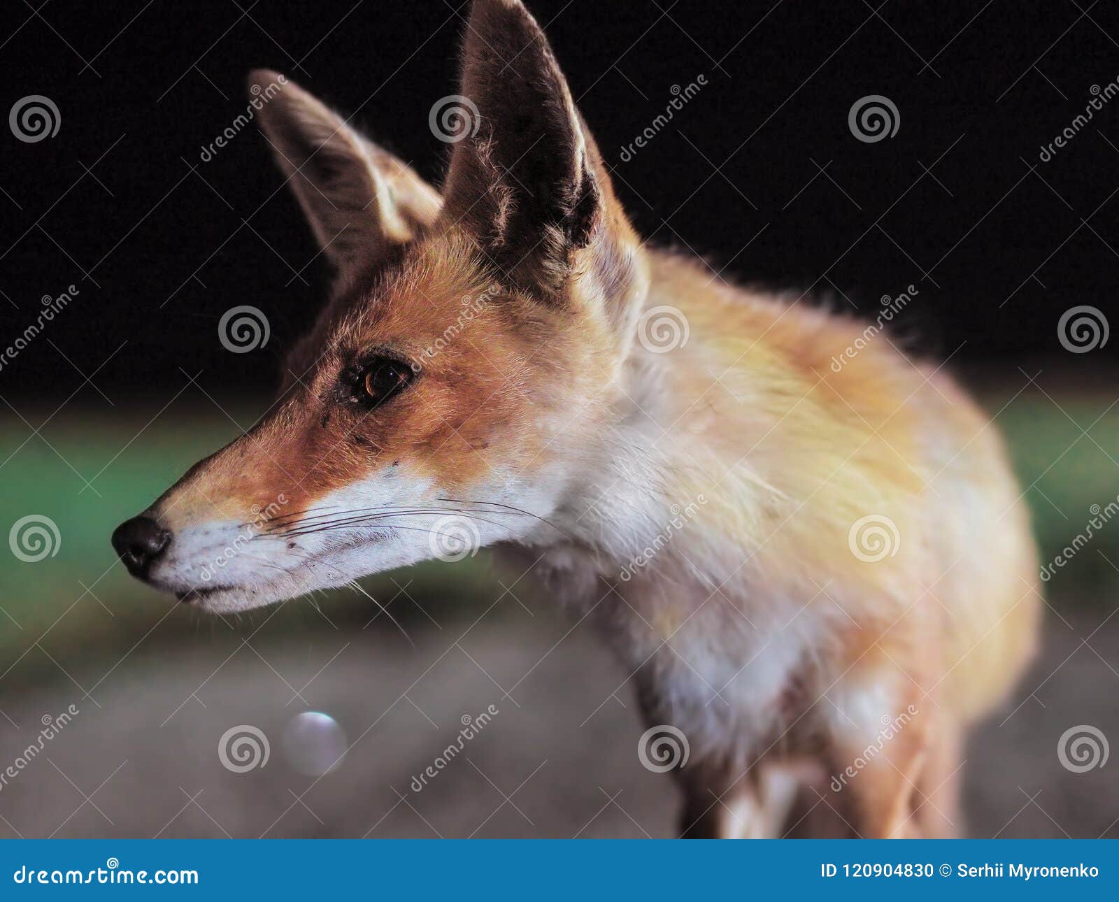 Red Fox Comes To the City at Night Stock Photo - Image of forest ...
