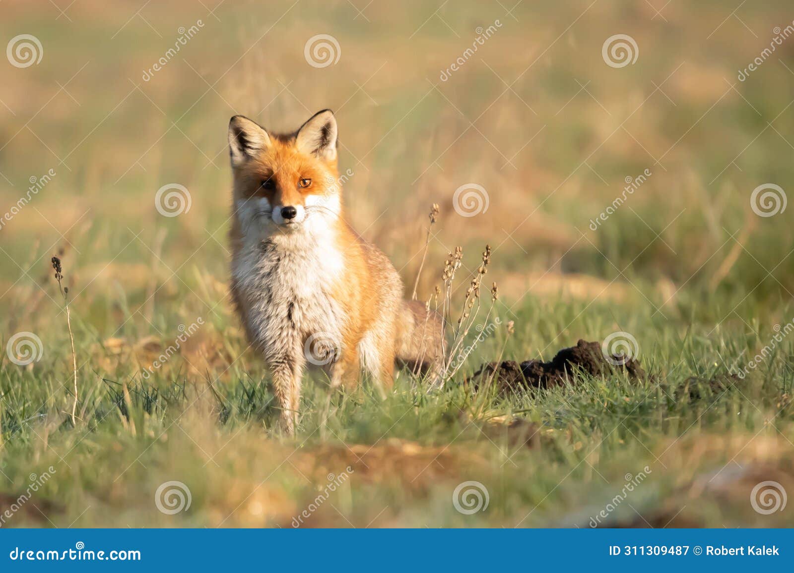 Red Fox, Common Fox Vulpes Vulpes Stock Image - Image of animals, wild ...